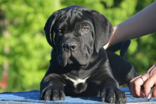 SELEZIONE CANE CORSO & JACK RUSSELL TERRIER » dicasafiamma